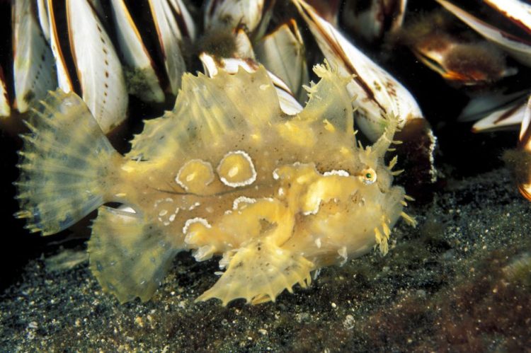Sargassum Angler For Sale (Histrio histrio). TOP Care facts. Reefs4Less.com
