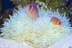 Sebae Anemone For Sale (Heteractis crispa). TOP Care facts. Reefs4Less.com