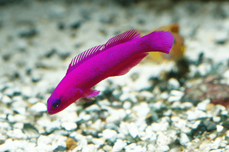 Fridmani (Orchid) Pseudochromis - Reefs4Less.com