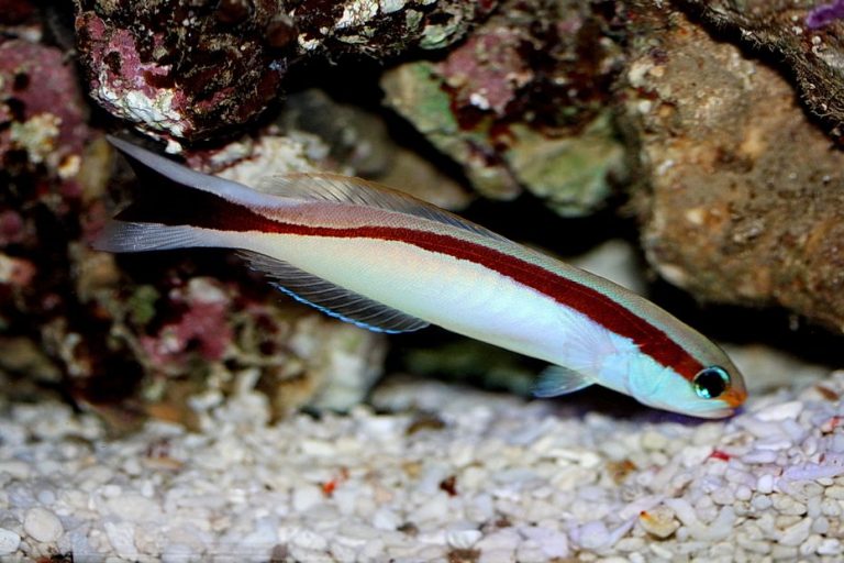 Skunk Tile Goby For Sale (Hoplolatilus marcosi). TOP Care facts ...