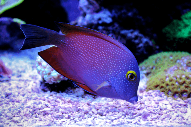 Spotted Yellow Eye Tang For Sale (Ctenochaetus strigosus). TOP Care ...