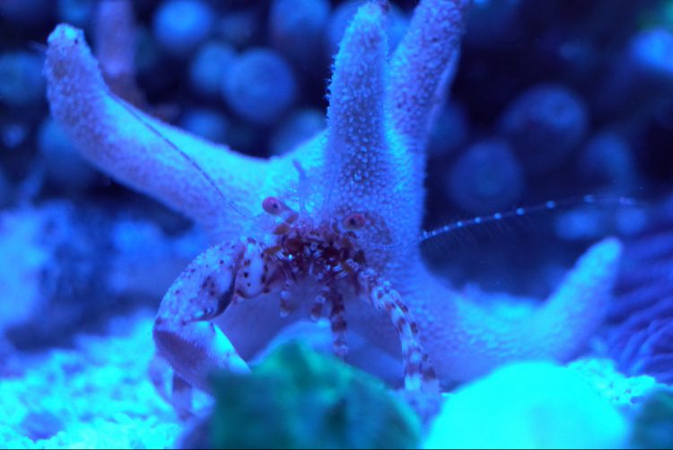 Staghorn Crab - Reefs4Less.com