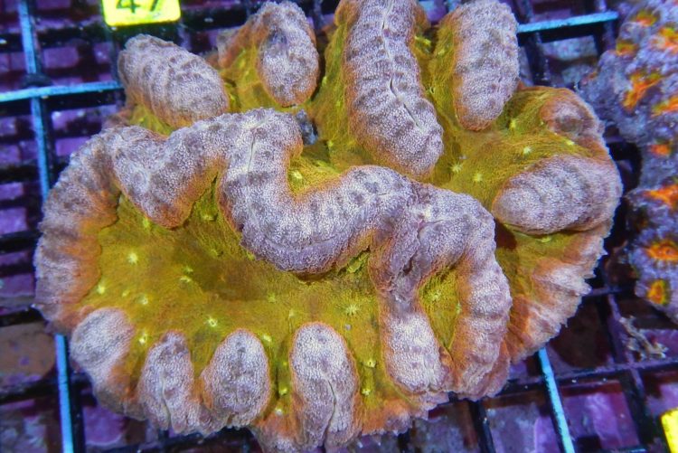 Symphyllia Brain Coral For Sale (Symphyllia sp.). TOP Care facts ...