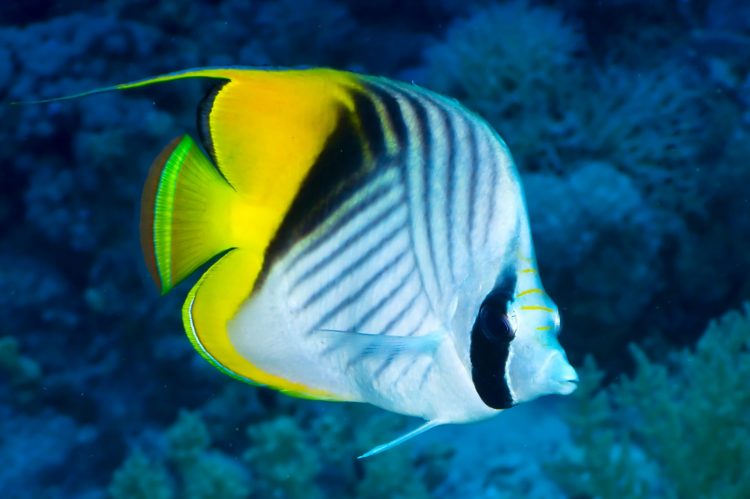 Auriga (Threadfin) Butterfly For Sale (Chaetodon auriga). TOP Care ...