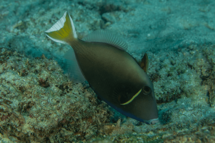 White Tail Trigger - Reefs4Less.com