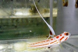 Yasha Shrimp Goby - Reefs4Less.com