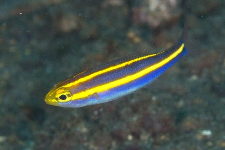 Yellow Line Snapper For Sale (Pentapodus nemurus). TOP Care facts ...