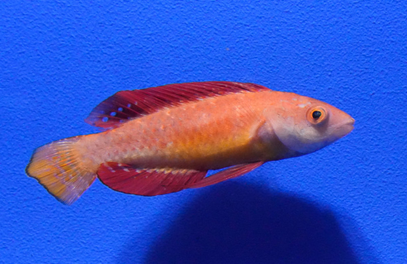Redfin Fairy 2.75 inches For Sale – Up to 33% Off | Reefs4Less
