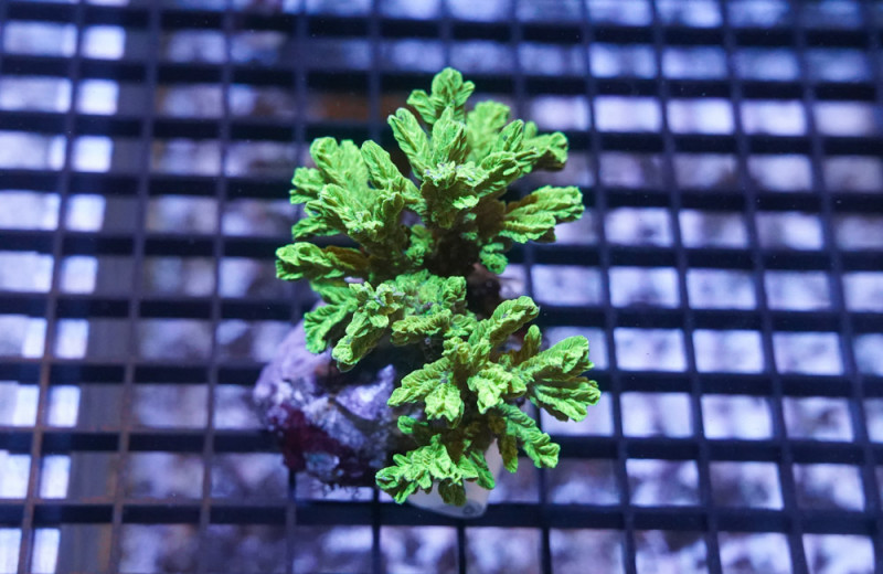 Horn, Ultra 3.25 inches - Reefs4Less.com