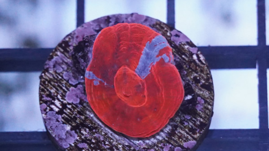 Scoly:"Superman" Red and Blue - Australia, Size Small For Sale ...