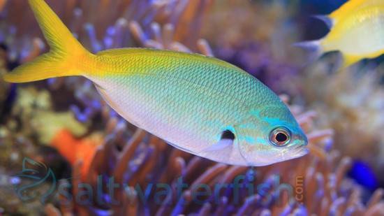 Fusilier Deep-bodied Yellowtail For Sale – Up to 48% Off | Reefs4Less