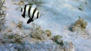 Footballer Damsel - Indian Ocean, Size 1 - 2 inches - Reefs4Less.com