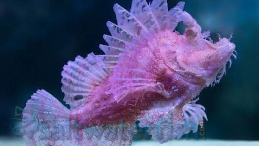 Frilly Rhinopias - Red Sea, Size 4.25 - 6.25 inches For Sale (Rhinopias ...