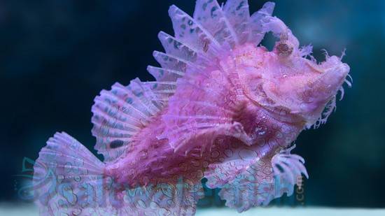 Frilly Rhinopias - Red Sea, Size 2.25 - 4.25 inches For Sale (Rhinopias ...