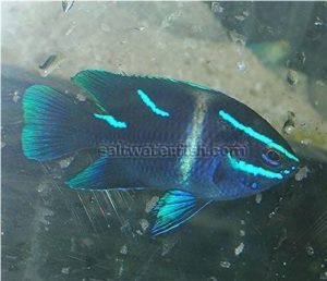 Javanese (Blue Velvet) Damsel, Size 1 - 2 inches For Sale ...