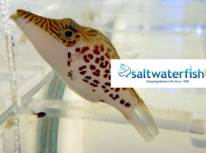 Leopard Puffer, Size