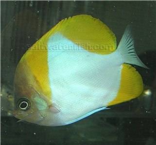 Pyramid Butterfly: Yellow - Melanesia, Size 4.75 inches > For Sale ...