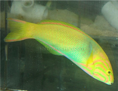 Sunset Wrasse - Melanesia, Size 2.75 - 3.75 inches For Sale (Thalassoma ...