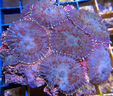 Bullseye Mushroom Coral: Purple & Green, Size Medium - Reefs4Less.com