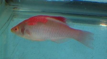 Ruby Finned Fairy Wrasse, Size 4 inches > For Sale (Cirrhilabrus ...