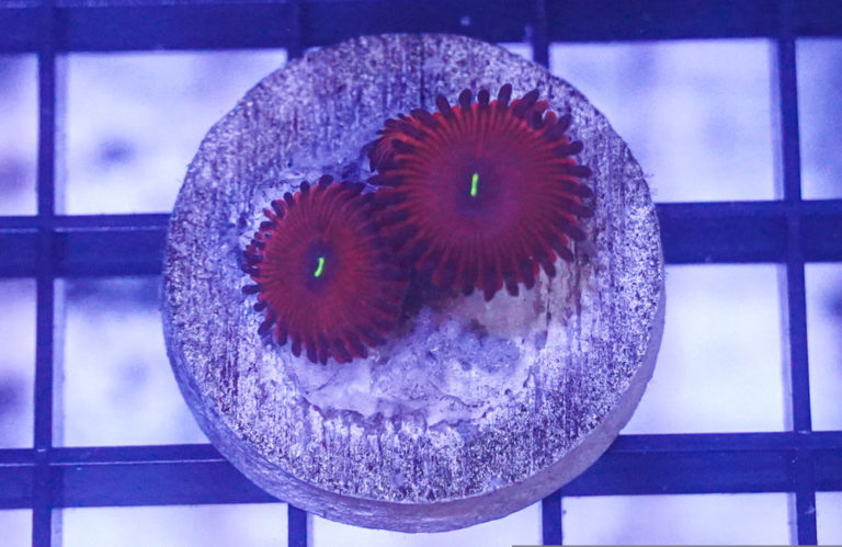 Red People Eater Zoanthid - Caribbean, Size 3 Head - Reefs4Less.com