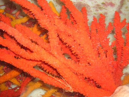 Red Tree Sponge - Caribbean, Size 4 - 7 inches For Sale (Axinella sp ...