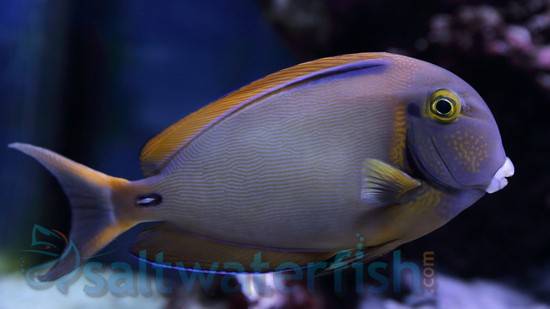 Black Spot Tang, Size 9-11 inches For Sale (Acanthurus bariene). TOP Care facts. Reefs4Less.com