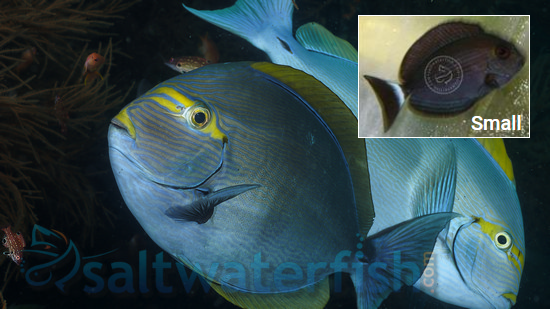 Mata Tang, Size 8.5 inches > For Sale (Acanthurus mata). TOP Care facts. Reefs4Less.com
