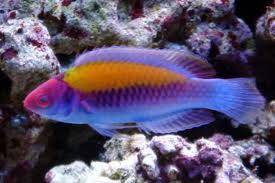 Orange Back Fairy Wrasse, Size 4 inches > For Sale (Cirrhilabrus ...