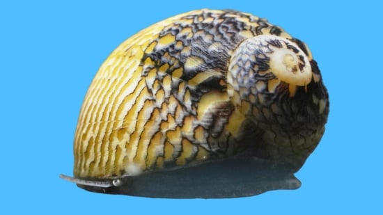 Nerite Snail - East Pacific, Size Small For Sale – Up to 25% Off ...