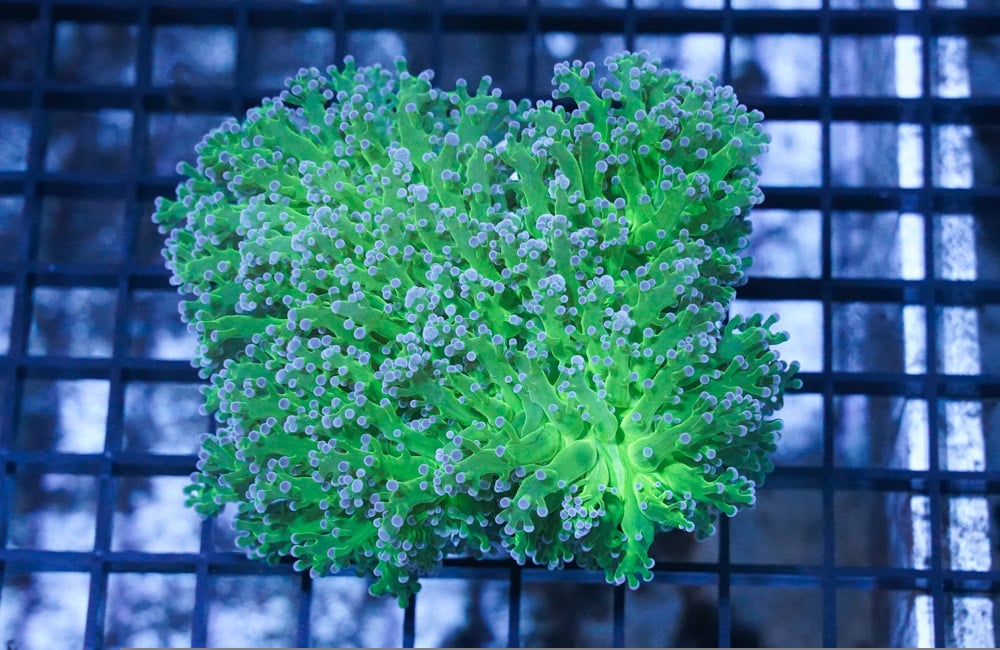 Frogspawn Coral: Green w/ Pink Tip, Size Extra Large For Sale (Euphyllia divisa). TOP Care facts ...
