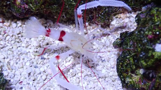 Zanzibar Coral Banded Shrimp - Indo Pacific, Size Small For Sale (Stenopus zanzibaricus). TOP ...