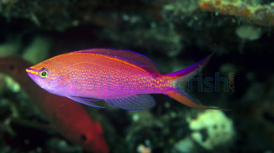 Princess Anthias - Indo Pacific, Size