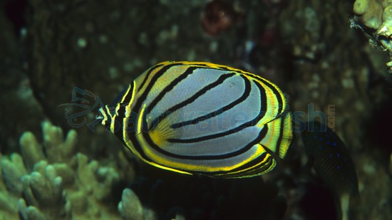 Scrawled Butterfly - Melanesia, Size 4.75 inches > For Sale (Chaetodon ...