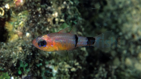 Red Belted Cardinal, Size