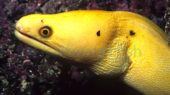 Banana Moray Eel, Size 12 - 17 inches - Reefs4Less.com
