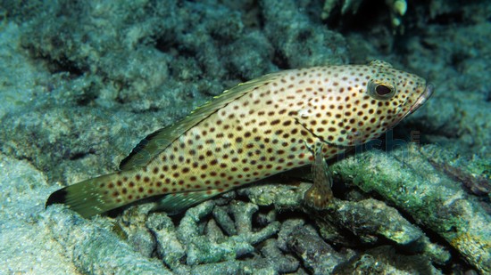 Red Hind Grouper - Atlantic, Size 3.5 - 4.75 inches For Sale ...