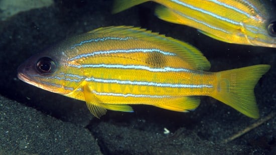 Five-Lined Snapper, Size 3.5 - 4.75 inches For Sale (Lutjanus ...