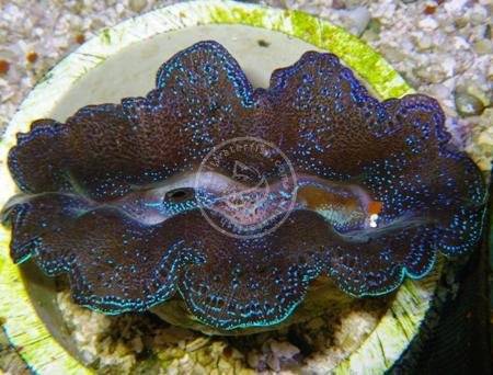 Crocea Clam: Indo Pacific, Size 3.75 - 4.24 inches For Sale (Tridacna ...