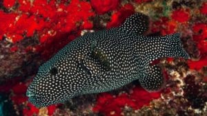 Blue and White Spotted Puffer - Indian Ocean, Size 5.5 -7 inches ...