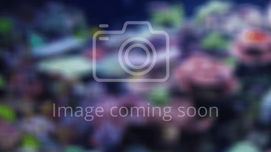 Green Digitata Montipora - Indo Pacific, Size Small For Sale (Montipora ...