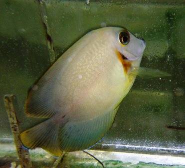 Half Black Mimic Tang, Size 4.75 inches > For Sale (Acanthurus ...