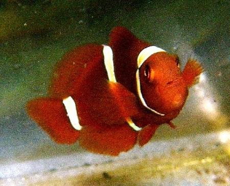 Gold Stripe Maroon Clownfish - Captive Bred, Size
