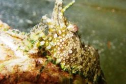 Shrimp – Reefs4Less.com