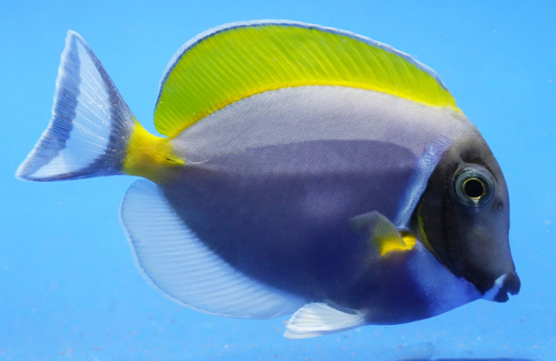 Powder Blue 3.25 inches - Reefs4Less.com