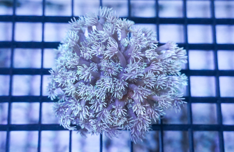 Flower Pot Short Polyp Ultra 1.5 inches - Reefs4Less.com