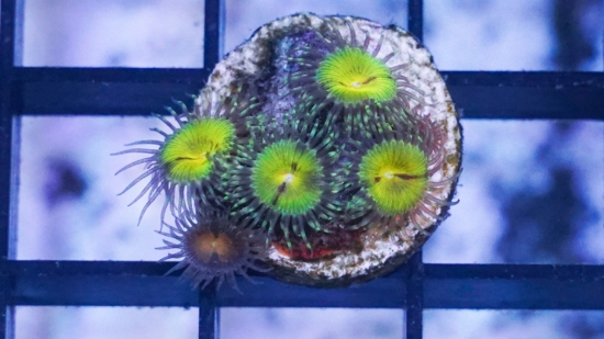 Zoanthid Butt Munchers - Indo Pacific, Size Small For Sale (Zoanthid sp.on Scleractinia). TOP ...
