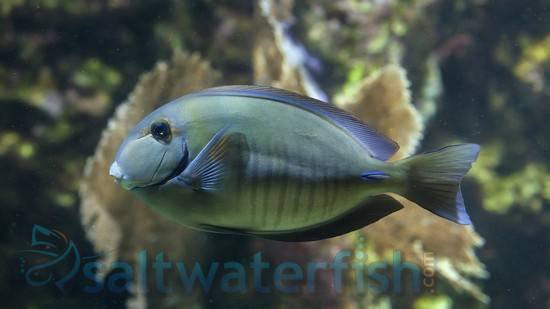 Doctorfish Tang For Sale – Up to 50% Off | Reefs4Less