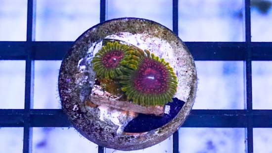 Zoanthid Krak Morph- Indo Pacific, Size 1 Frag For Sale (Zoanthid sp.on Scleractinia). TOP Care ...