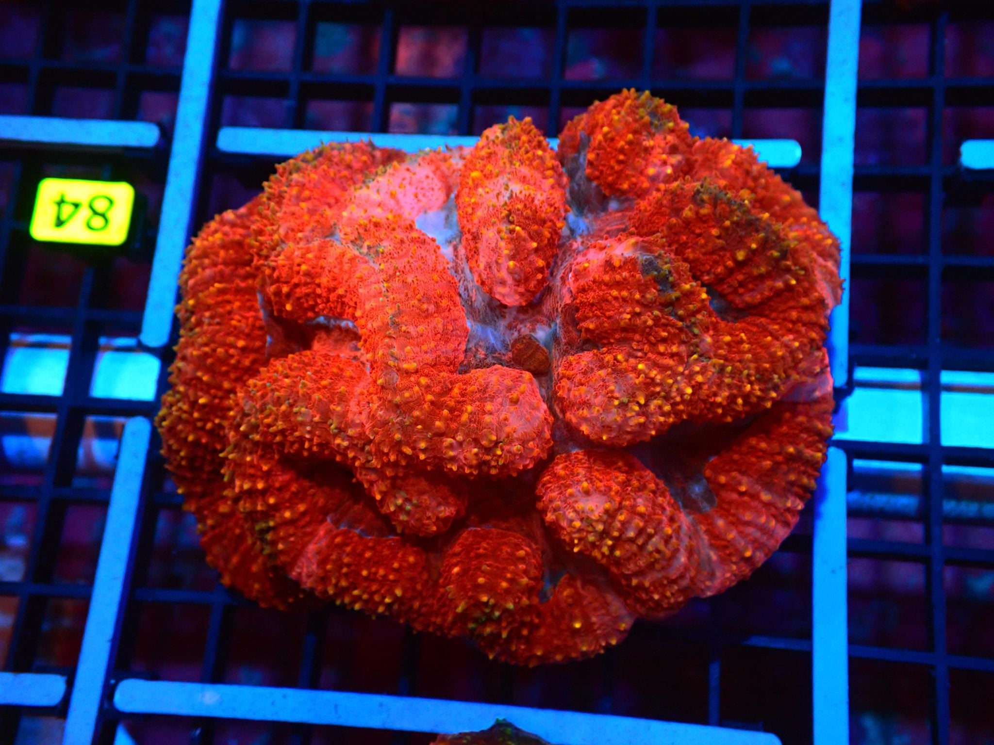 Symphyllia Brain Coral Dented Red, Size Medium - Reefs4Less.com